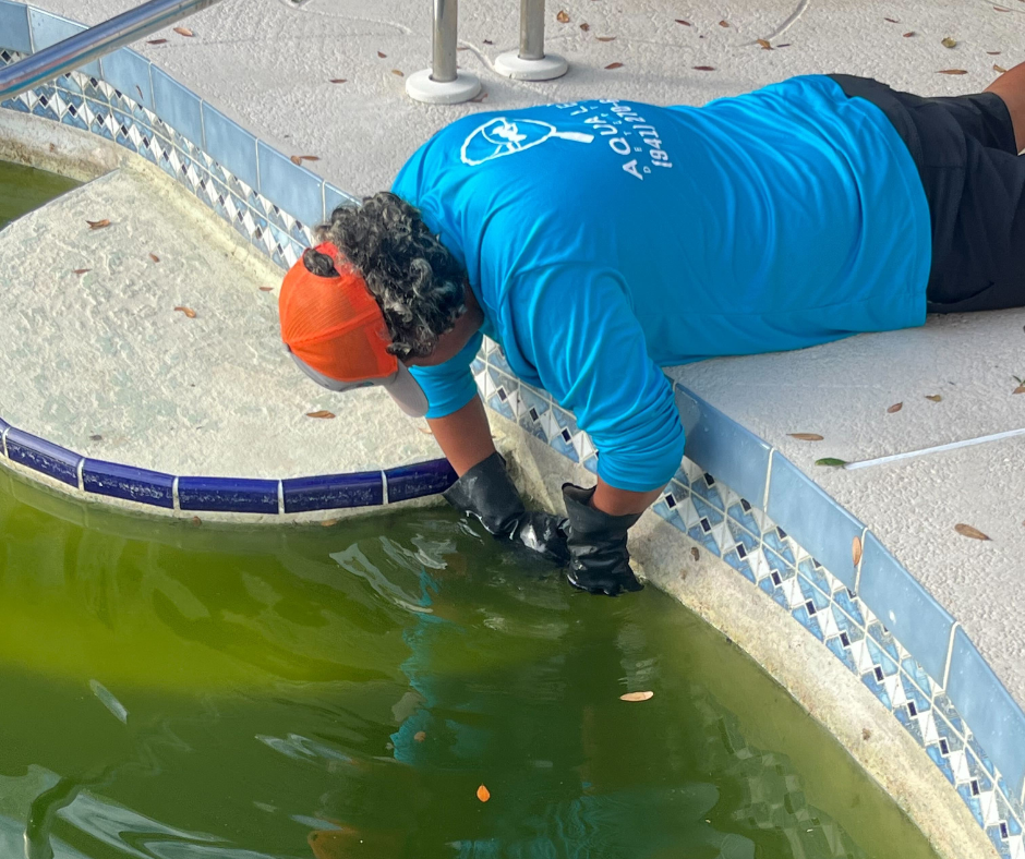 The Importance of Regular Pool Inspections: What You Need to Know ...